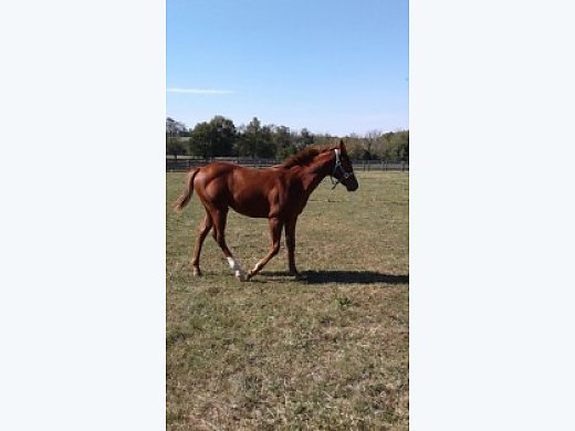 Sorrel Colt cow Bred Very Athletic and Smart