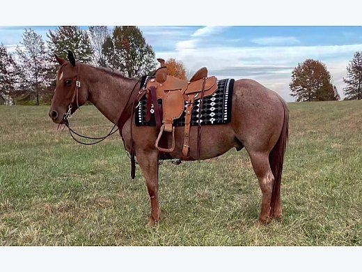 Trail Ranch Quarter Horse