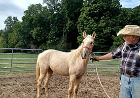 Cheyenne’s Golden Chief