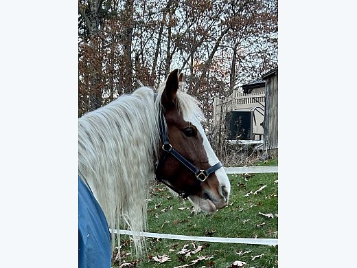 Gypsy Vanner/Appaloosa Cross