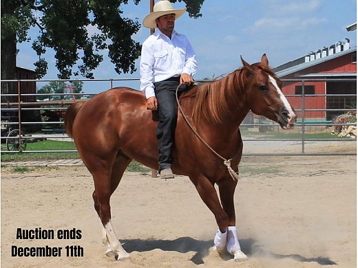 Ranch Versatility Horse