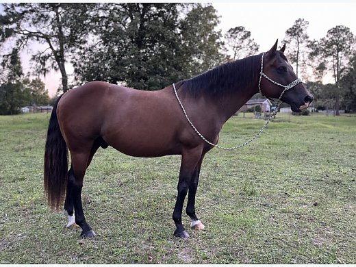 Quarter Horse Gelding For Sale