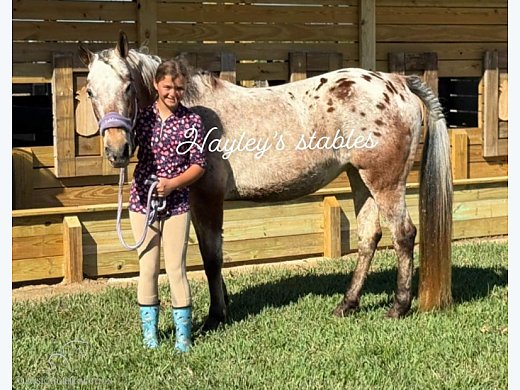 Appaloosa Lessons Pony Cross