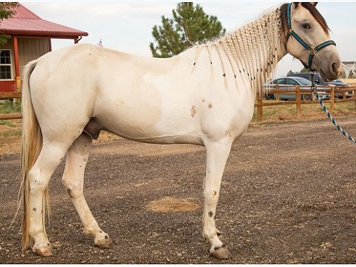 Gaited Trail Tennessee Walker