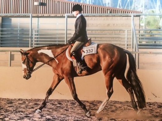 Paint Gelding for Sale
