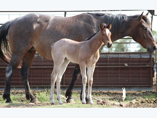Weanling Colts & Filly