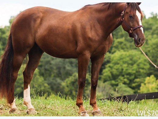 Chestnut Gelding