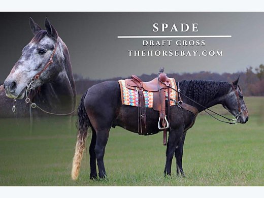 Gray Draft X Gelding