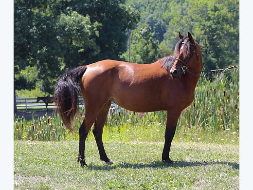 Welsh Pony Mare