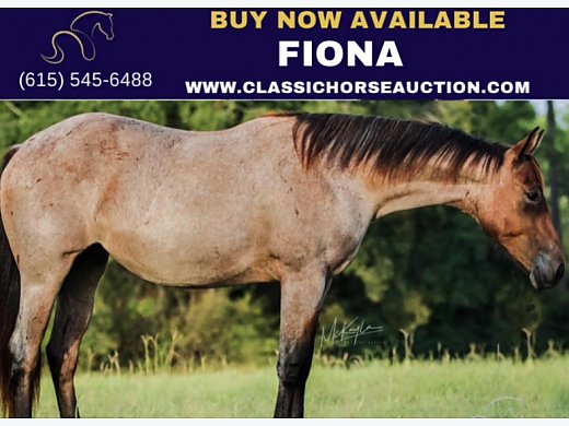 AQHA BAY Roan Quarter Horse