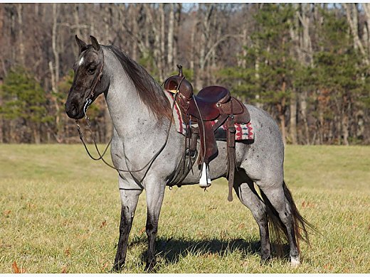 Blue Roan Tennessee Walker