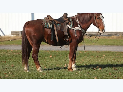 Draft Cross Trail Ranch Show