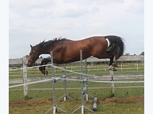 High Level Jumping Prospect