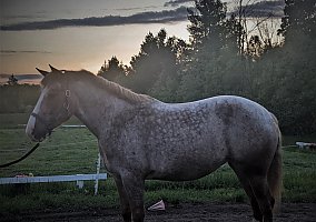 Versatile Draft Cross