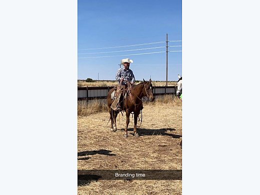 Finished Ranch Gelding