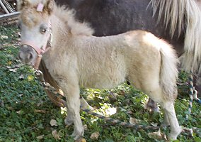 Mini Mare A and R Exposed