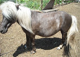 Mini Mare A and R Exposed