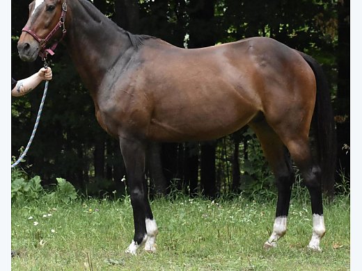 OTTB Gelding