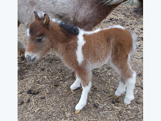 Tricolored Mini Colt