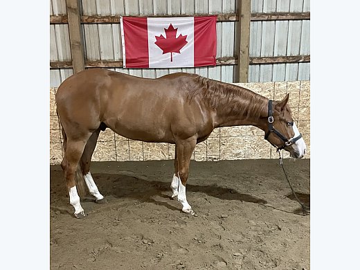 Stunning APHA Gelding