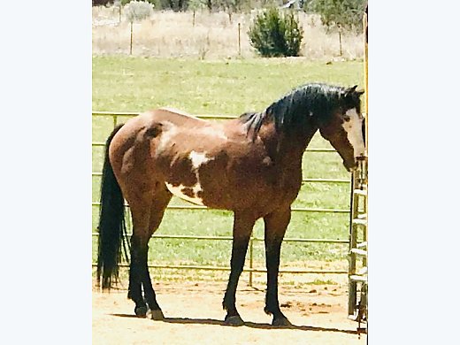 Beautiful Paint Gelding for Sale