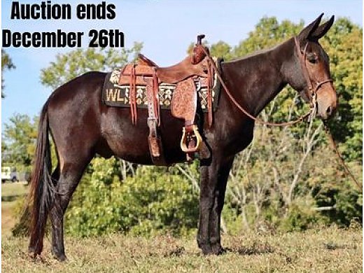 Family Safe Mule, Ranch/Trail