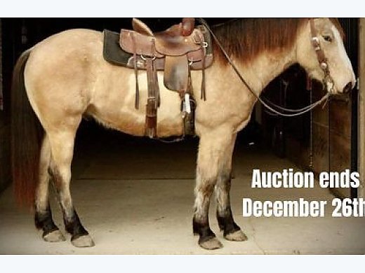 Fancy Ranch/Trail Horse