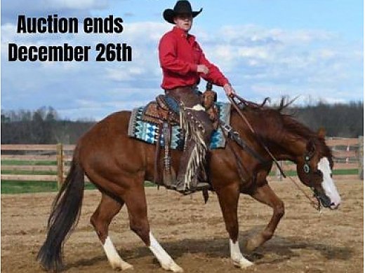 Show, Ranch, Trail Ready