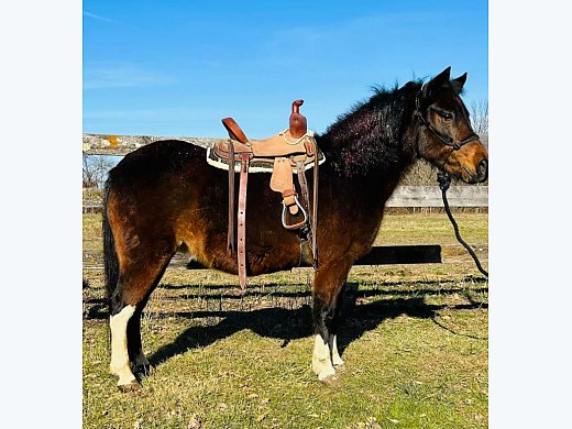 13 Hand Pony Mare