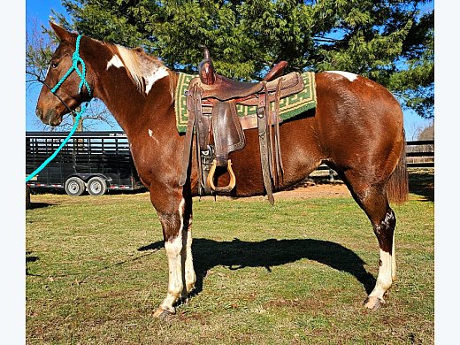 Stout Built Paint Mare