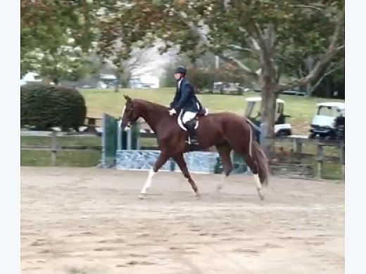 Stunning Chestnut Hunter