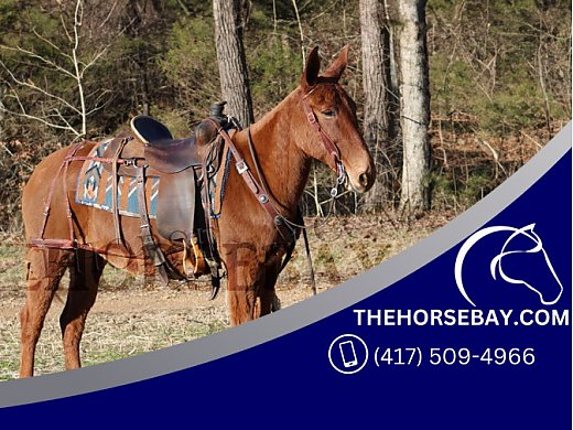 Trail Hunting Packing Molly Mule