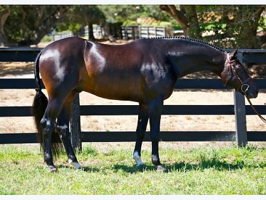 Super Charming BAY Dutch Warmblood Gelding FOR Sale