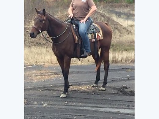 13 yr old Thoroughbred Gelding