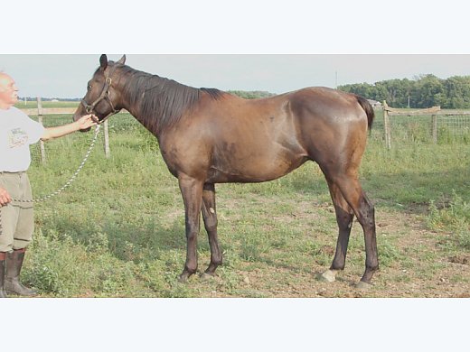 4 Year old OTTB Dark Bay