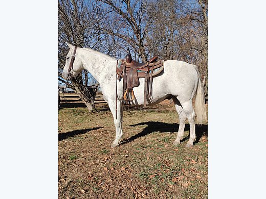 Handsome Grey QH Gelding