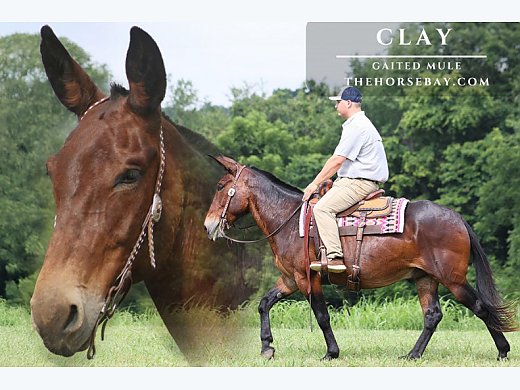 Bay Gaited Mule