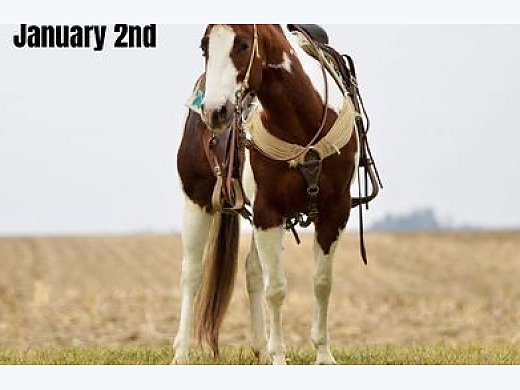 Fancy Broke, Family Safe