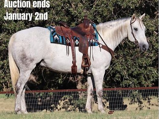 Fancy Looking Grey Gelding