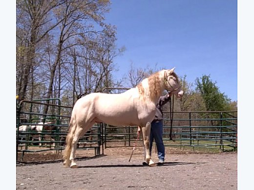 Homozygous Tobiano Perlino