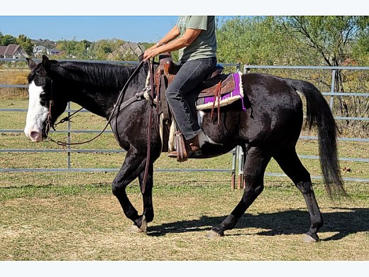 Paint Gelding For Sale