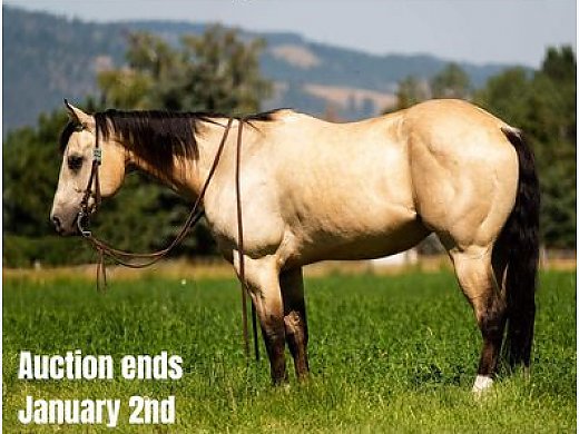 Ranch, Trail, & Rope Horse