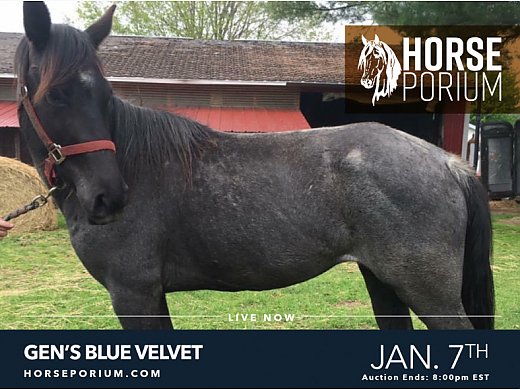 Reg. Blue Roan TWH