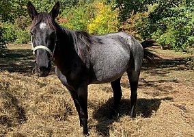 Reg. Blue Roan TWH