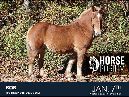 Stunning Belgian Gelding