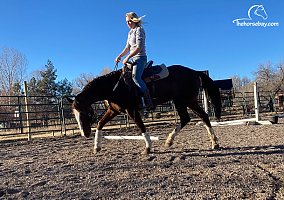 Standardbred Trail Jumping Mare