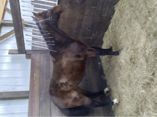 Standardbred Trotter