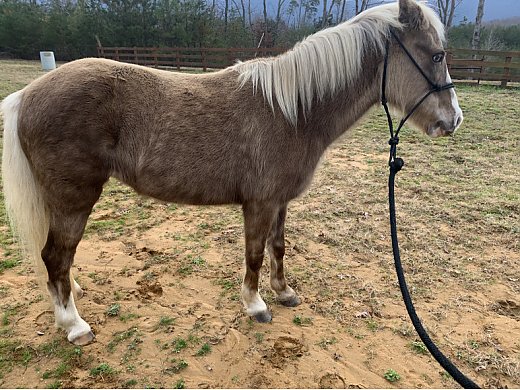 Gaited Pony