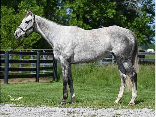 In Foal To Silver State