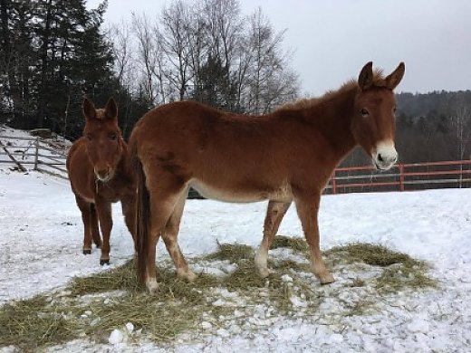 Mini Mules (Thelma & Louise)